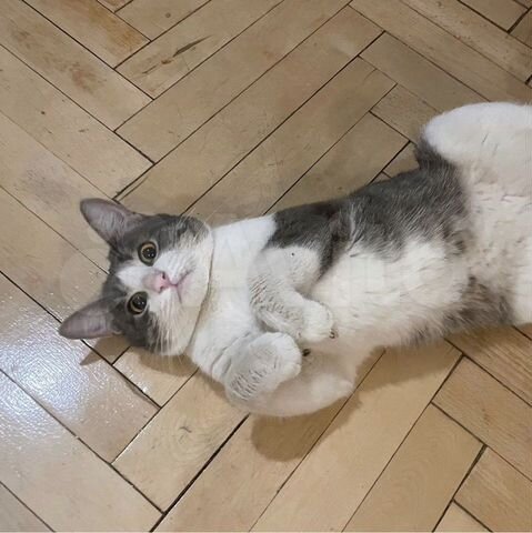 Домашнего котика выкинули, нужен дом