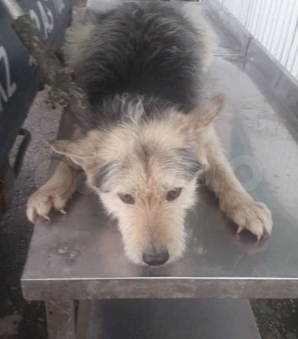 SOS,беда, день на спасение от убийства