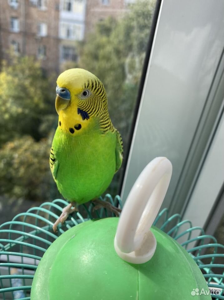 Волнистый попугай Гоша