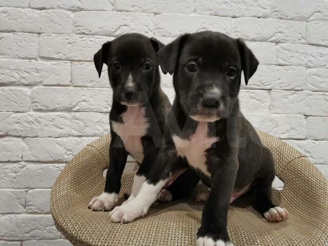 Щенки питбуля