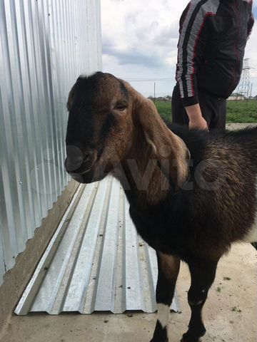 Козел англо- нубиец на вязку