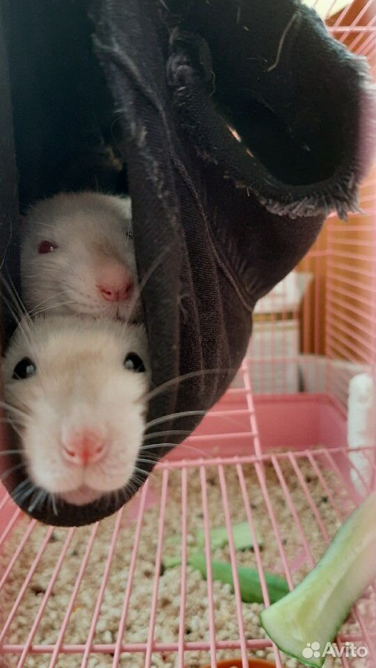 Крысы ищут невест