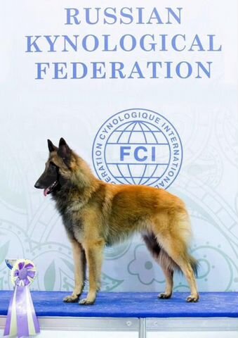 Бельгийская овчарка