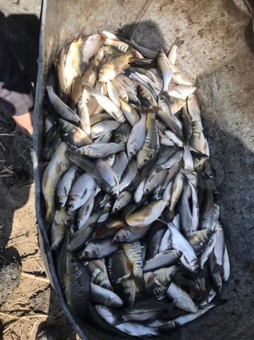 Продаётся малёк карпа и Амура
