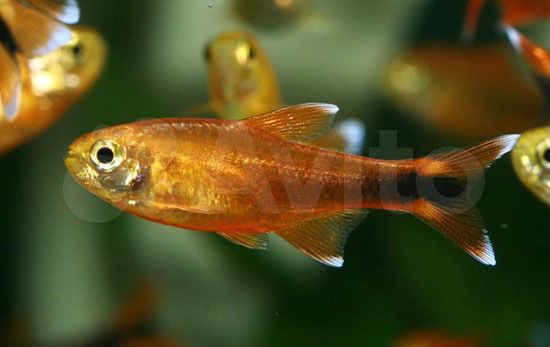 Рыбки медная тетра
